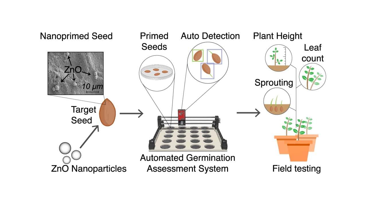 Nanopriming and AI for Sustainable Agriculture: Boosting Seed Germination and Seedling Growth ...